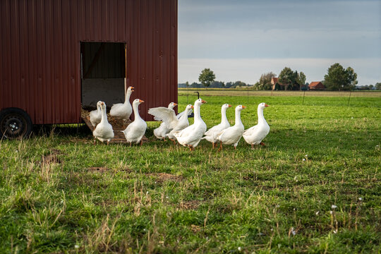 Mastgans Bilder – Durchsuchen 464 Archivfotos, Vektorgrafiken und ...