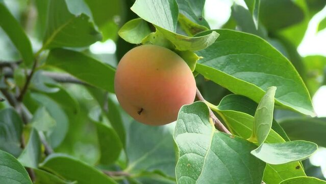 "Persimmon Fruits" Images – Browse 212 Stock Photos, Vectors, and Video ...