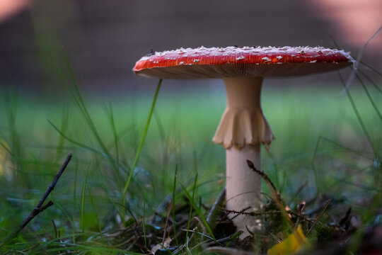 รูปภาพGiftpilz – เลือกดูภาพถ่ายสต็อก เวกเตอร์ และวิดีโอ13,903 | Adobe Stock