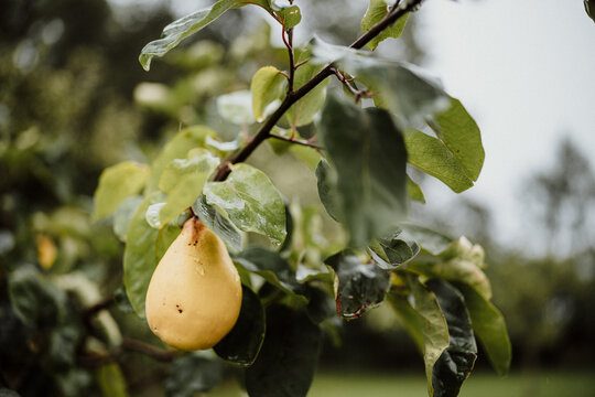 รูปภาพQuittenbaum – เลือกดูภาพถ่ายสต็อก เวกเตอร์ และวิดีโอ202 | Adobe Stock