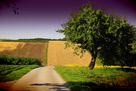 「Rolny」の写真素材 | 173件の無料イラスト画像 | Adobe Stock