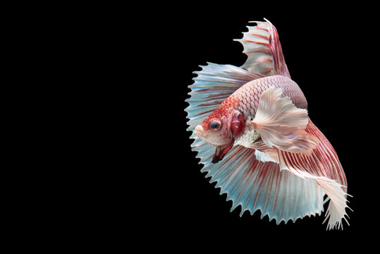 "Fish On Black Background" Images – Browse 285 Stock Photos, Vectors ...