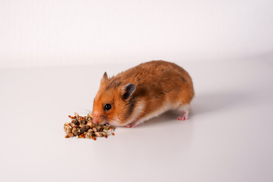 Teddyhamster Bilder – Durchsuchen 4,457 Archivfotos, Vektorgrafiken und ...