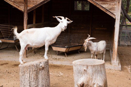 รูปภาพGraminivorous – เลือกดูภาพถ่ายสต็อก เวกเตอร์ และวิดีโอ522 | Adobe ...