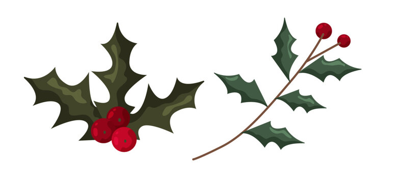Mistletoe Vector