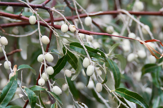 รูปภาพElaeagnus – เลือกดูภาพถ่ายสต็อก เวกเตอร์ และวิดีโอ15,034 | Adobe ...