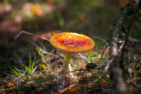 รูปภาพGiftpilz – เลือกดูภาพถ่ายสต็อก เวกเตอร์ และวิดีโอ14,265 | Adobe Stock