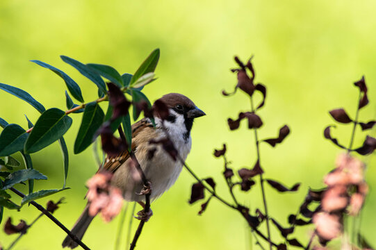 「Spadger」の画像 - 201,565 件の Stock 写真、ベクターおよびビデオ | Adobe Stock