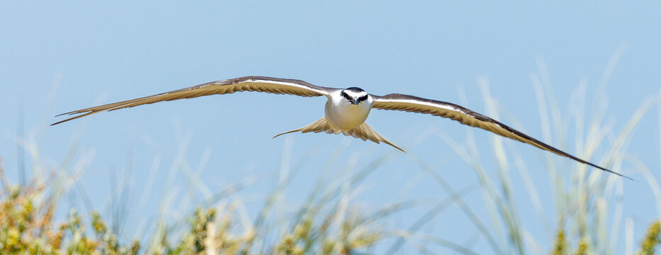 "Bridled Tern" Images – Browse 121 Stock Photos, Vectors, and Video ...