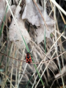 Imágenes de Firebugs: descubre bancos de fotos, ilustraciones, vectores y vídeos de 5,807 ...