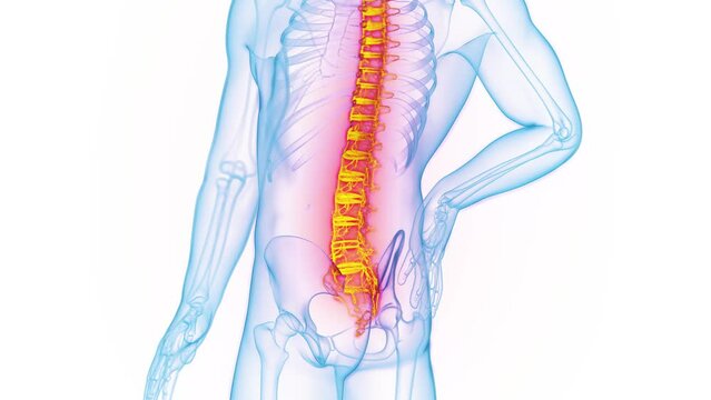 Spondylarthrose Bilder – Durchsuchen 376 Archivfotos, Vektorgrafiken ...