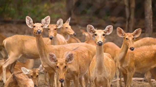 รูปภาพBarasingha – เลือกดูภาพถ่ายสต็อก เวกเตอร์ และวิดีโอ653 | Adobe Stock