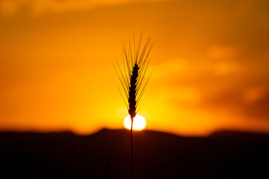 Gran Bilder – Durchsuchen 198,174 Archivfotos, Vektorgrafiken und ...