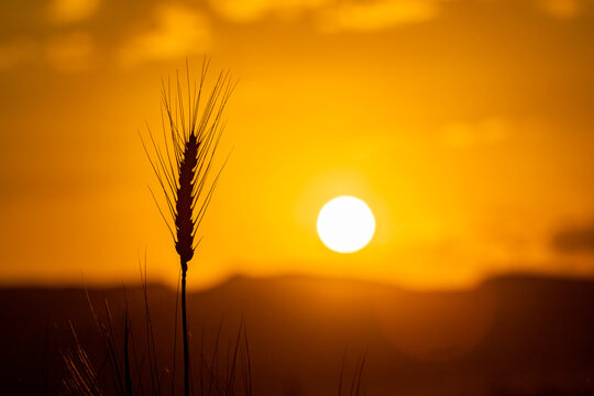 Gran Bilder – Durchsuchen 198,174 Archivfotos, Vektorgrafiken und ...