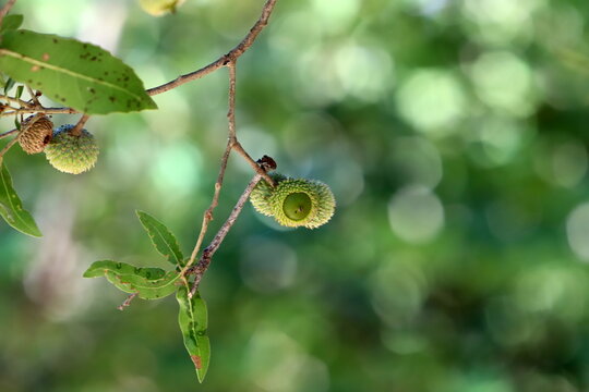 Eichelbaum Bilder – Durchsuchen 77,334 Archivfotos, Vektorgrafiken und ...