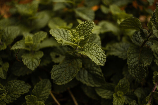 "Planta Medicinal"-Bilder: Stock-Fotos & -Videos. | Adobe Stock