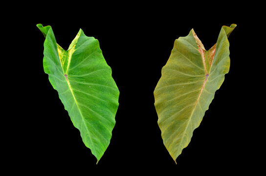 Obrázky Madumbi – procházejte fotografie, vektory a videa 27,990 ...