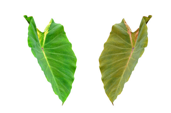 รูปภาพMadumbi – เลือกดูภาพถ่ายสต็อก เวกเตอร์ และวิดีโอ27,990 | Adobe Stock