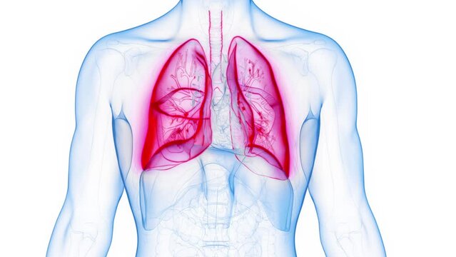 Bronchiolus Bilder – Durchsuchen 7,737 Archivfotos, Vektorgrafiken und ...