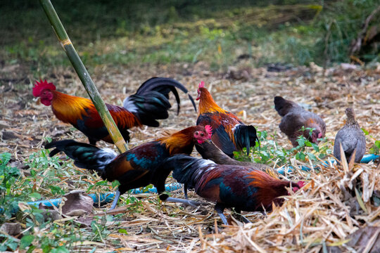 Blue Jungle Fowl