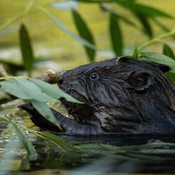 Bober Images – Browse 58 Stock Photos, Vectors, and Video | Adobe Stock