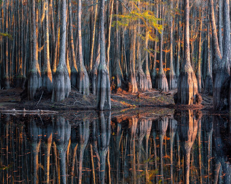 "Cypress Swamp" Images – Browse 1,034 Stock Photos, Vectors, and Video ...