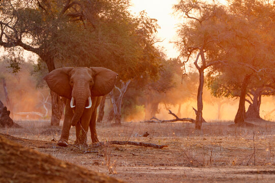 "Safari Africa" Bilder – Durchsuchen 3,806 Archivfotos, Vektorgrafiken ...