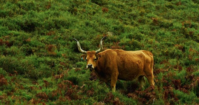 Cachena Imagens – Procure 1,243 fotos, vetores e vídeos | Adobe Stock