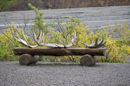 "Moose Antlers" Images – Browse 324 Stock Photos, Vectors, and Video ...