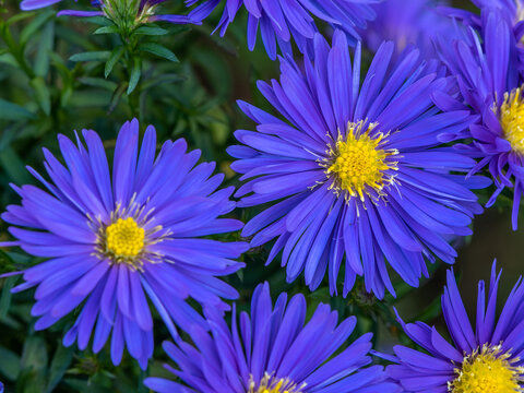 Blue Aster