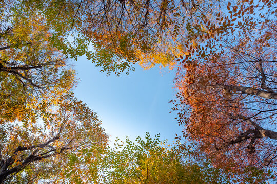 "Changing Leaves" Images – Browse 913 Stock Photos, Vectors, and Video ...