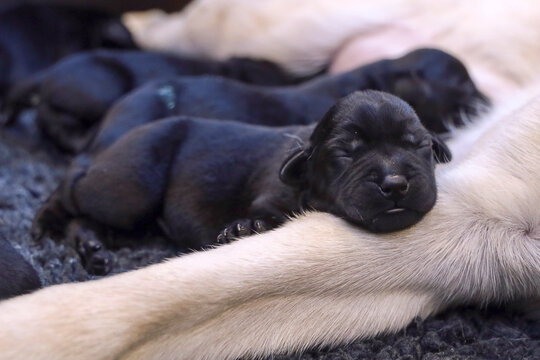 รูปภาพPoot – เลือกดูภาพถ่ายสต็อก เวกเตอร์ และวิดีโอ254 | Adobe Stock