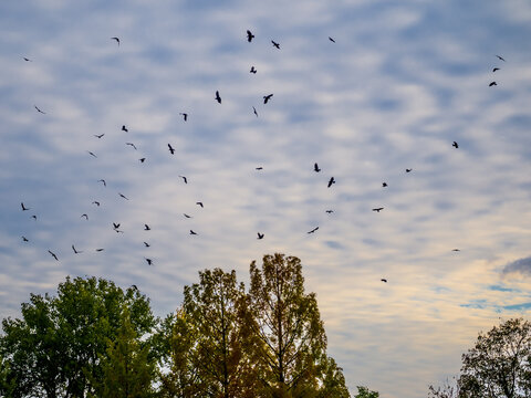 Ravens Flying In A Flock