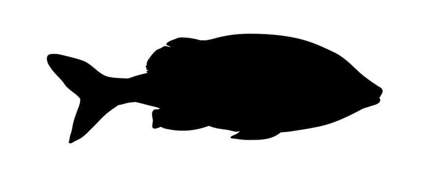 "Fish Silhouette" Images – Browse 1,418 Stock Photos, Vectors, and ...