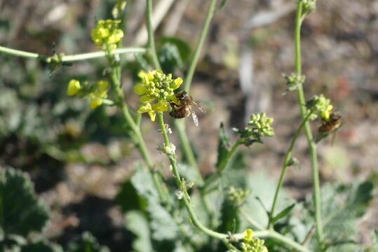 Wild Mustard Evolution