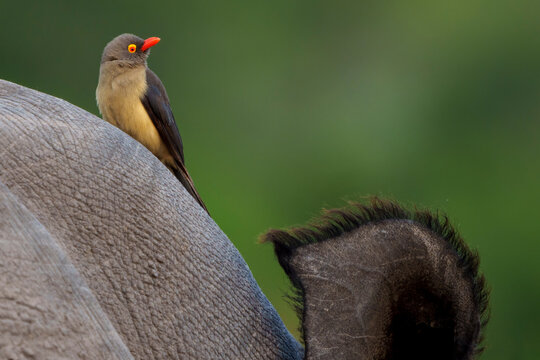 Tickbird bilder – Bläddra bland 3,095 stockfoton, vektorer och videor ...