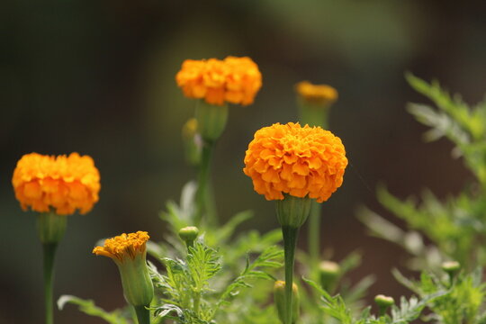 "Orange Marigold" Images – Browse 1,306 Stock Photos, Vectors, and ...
