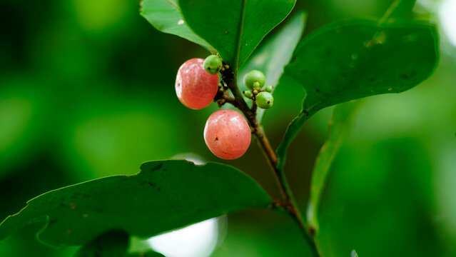 "Glycosmis Pentaphylla" Images – Browse 162 Stock Photos, Vectors, and ...