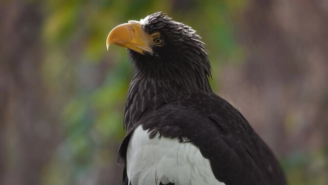 「Avialae」の画像 - 500 件の Stock 写真、ベクターおよびビデオ | Adobe Stock