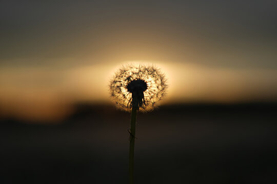 Spermatophyta Images – Browse 10,859 Stock Photos, Vectors, and Video ...