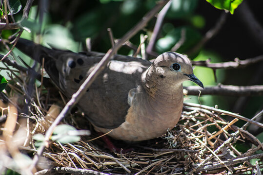 Taubenbabys Bilder – Durchsuchen 11,563 Archivfotos, Vektorgrafiken und ...