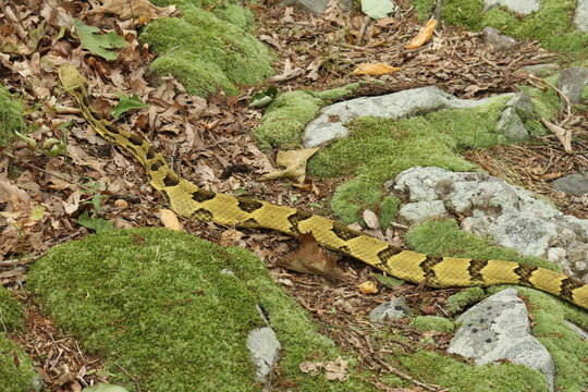 "Timber Rattlesnake" 이미지 – 찾아보기 269 스톡 사진, 벡터 및 비디오 | Adobe Stock