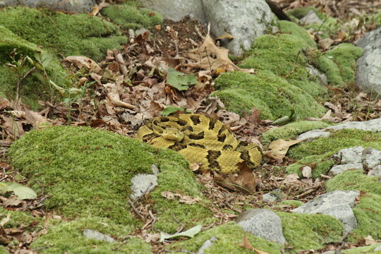"Timber Rattlesnake" Immagini - Sfoglia 273 foto, vettoriali e video ...