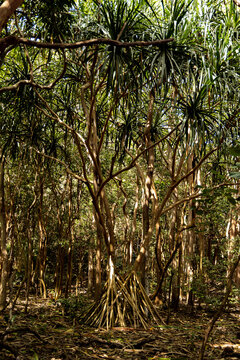 Lauhala bilder – Bläddra bland 14 stockfoton, vektorer och videor ...