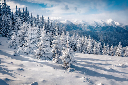«Andrew Mayovskyy» — фотографии, изображения, ресурсы | Adobe Stock