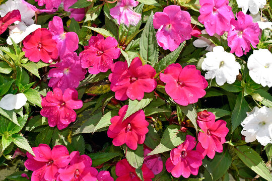Impatiens Flower
