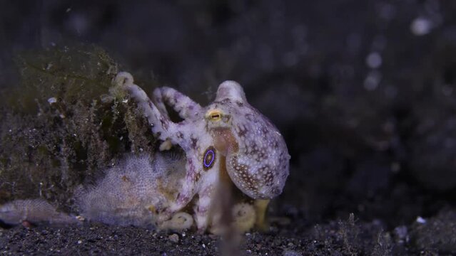 Blauring-Oktopus Bilder – Durchsuchen 611 Archivfotos, Vektorgrafiken ...