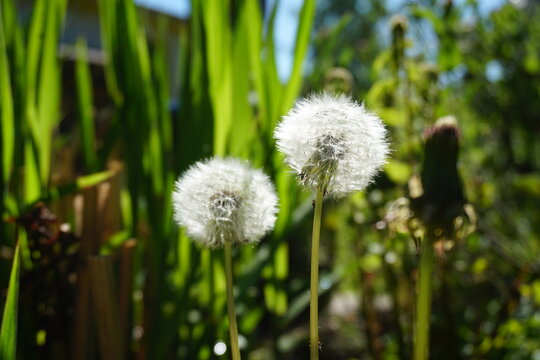 Pusteblumen Imagens – Procure 2,381 fotos, vetores e vídeos | Adobe Stock