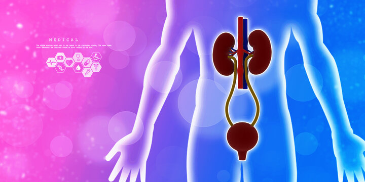 Human Excretory System For Kids