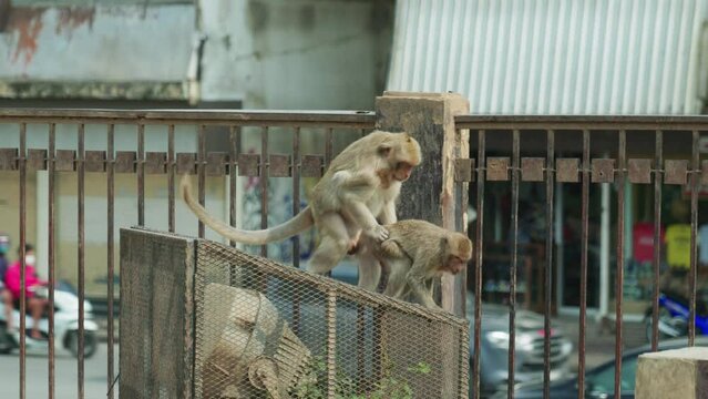Monkeys Billeder – Gennemse 589,724 stockfotos, vektorer og videoer ...